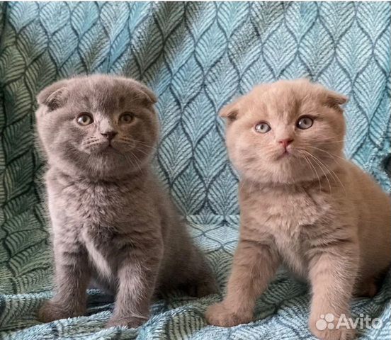 Вислоухие породистые котята