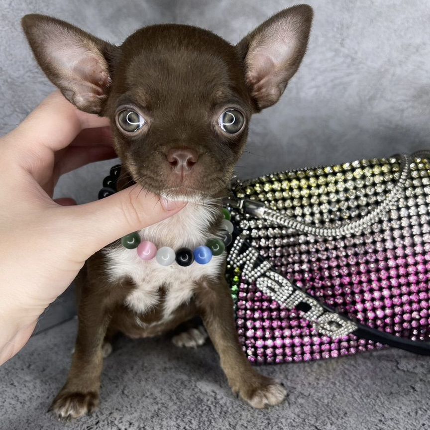 Кукольная мини девочка чихуахуа