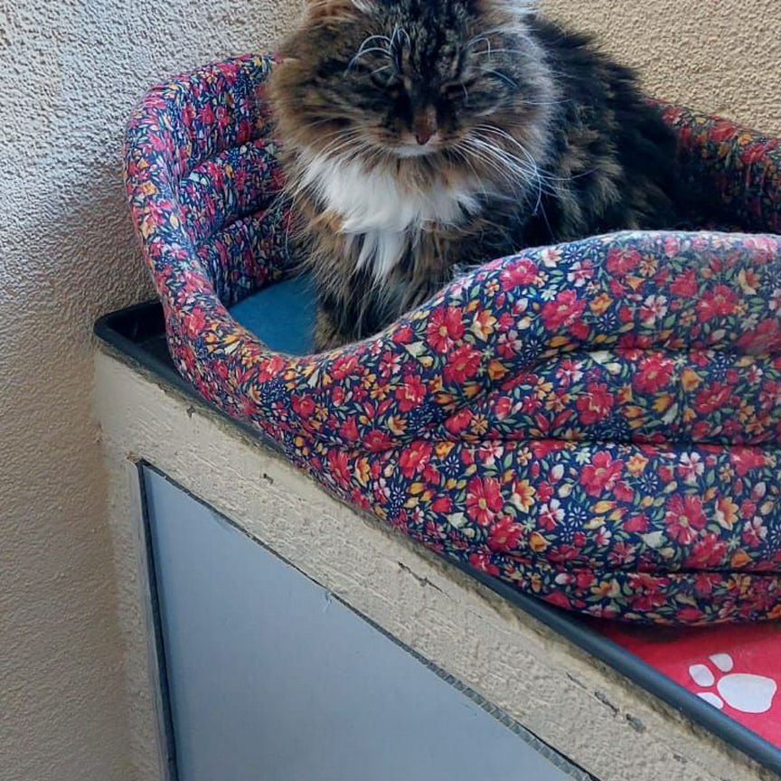 Кошка в дар