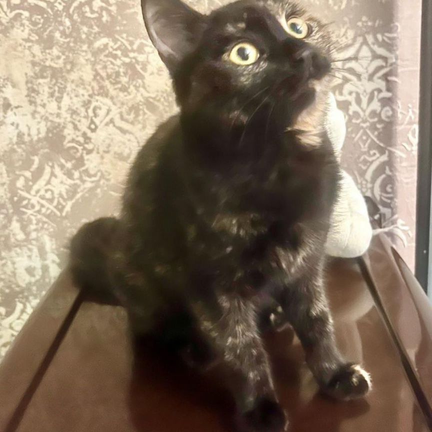 Кошки