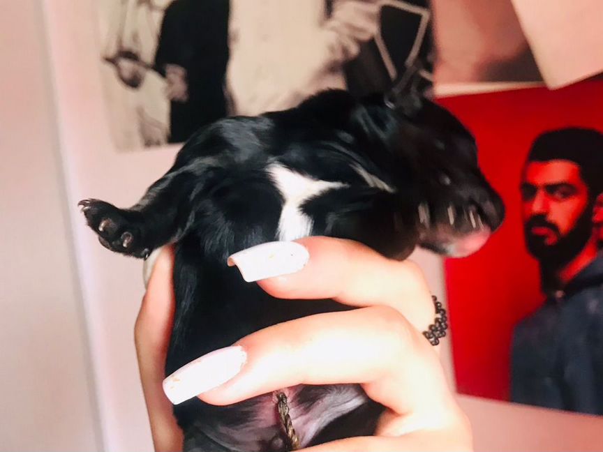 Йоркширский терьер малыши