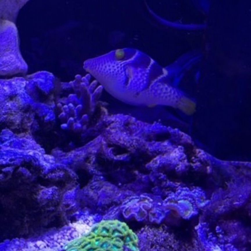 Морская рыба, иглобрюх