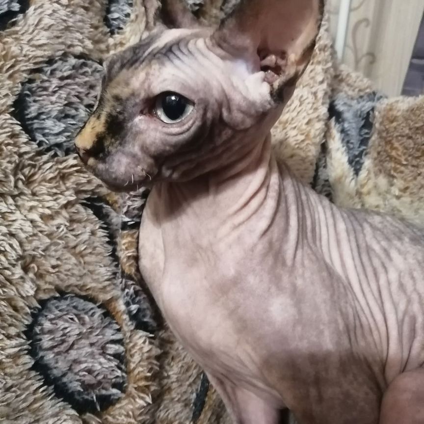 Канадский сфинкс кошка