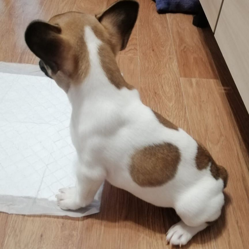 Французский бульдог, щенок