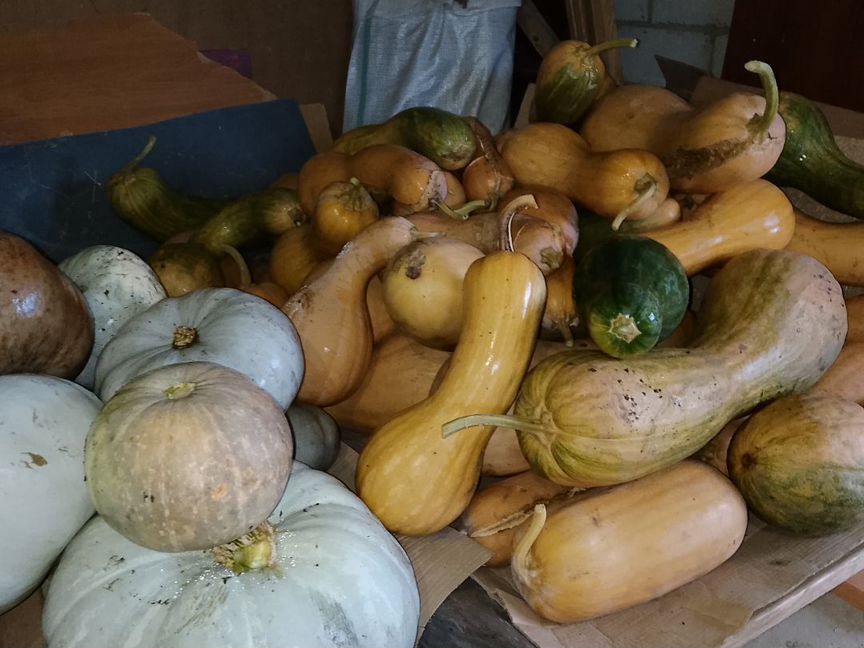 Тыква с доставкой