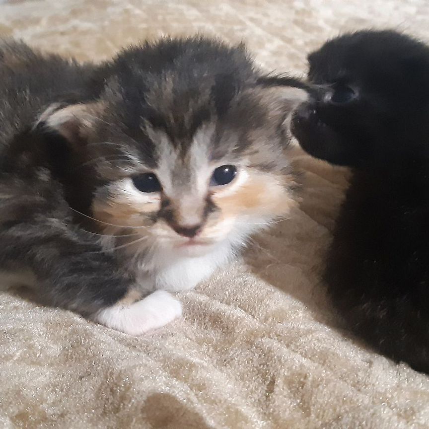 Бенгальские котята