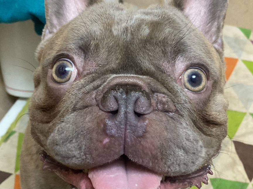 Вязка голубой французсеий бульдог