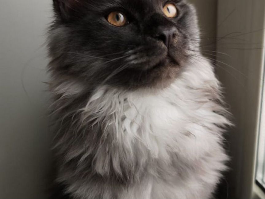 Котёнок мейн-кун Dakota 4 мес