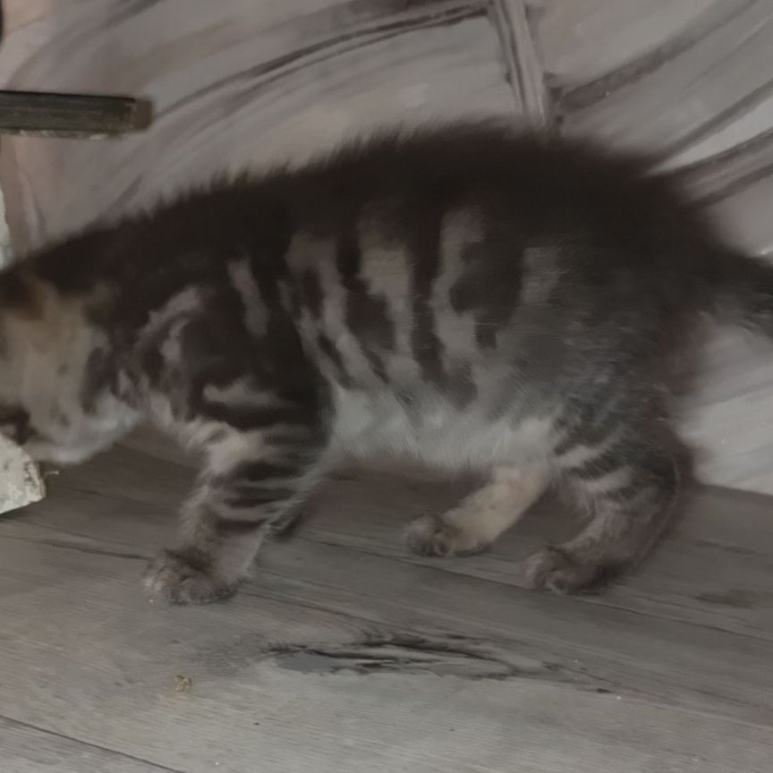 Котёнок в добрые руки