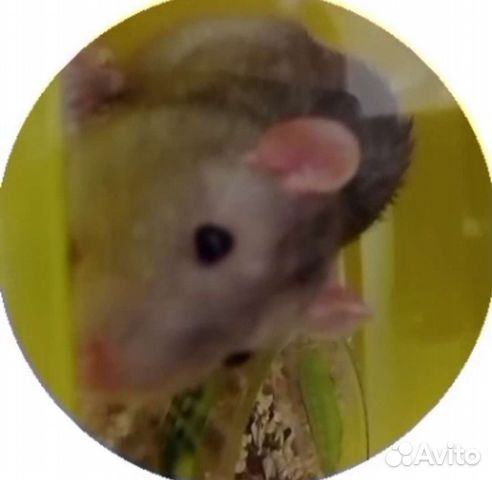 Крыс с клеткой