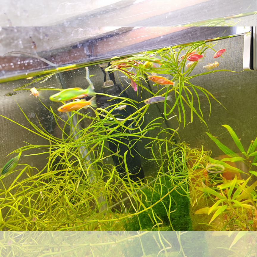 Рыбки данио