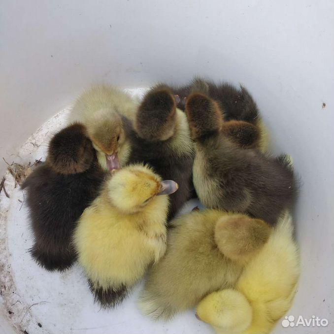 Утята мускусной утки (индоутки)