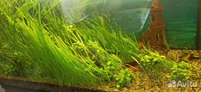 Валиснерия аквариумное растение