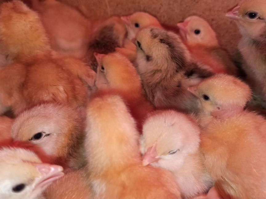 Цыплята цветной бройлер