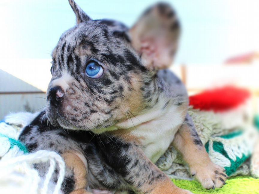 Для ценителей эксклюзива