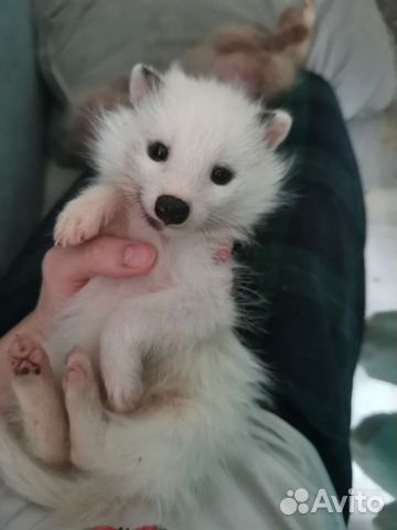 Енотовидная собака / Тануки