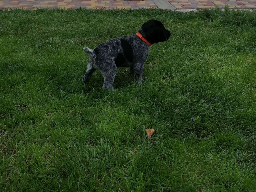 Щенки дратхаара с родомловной