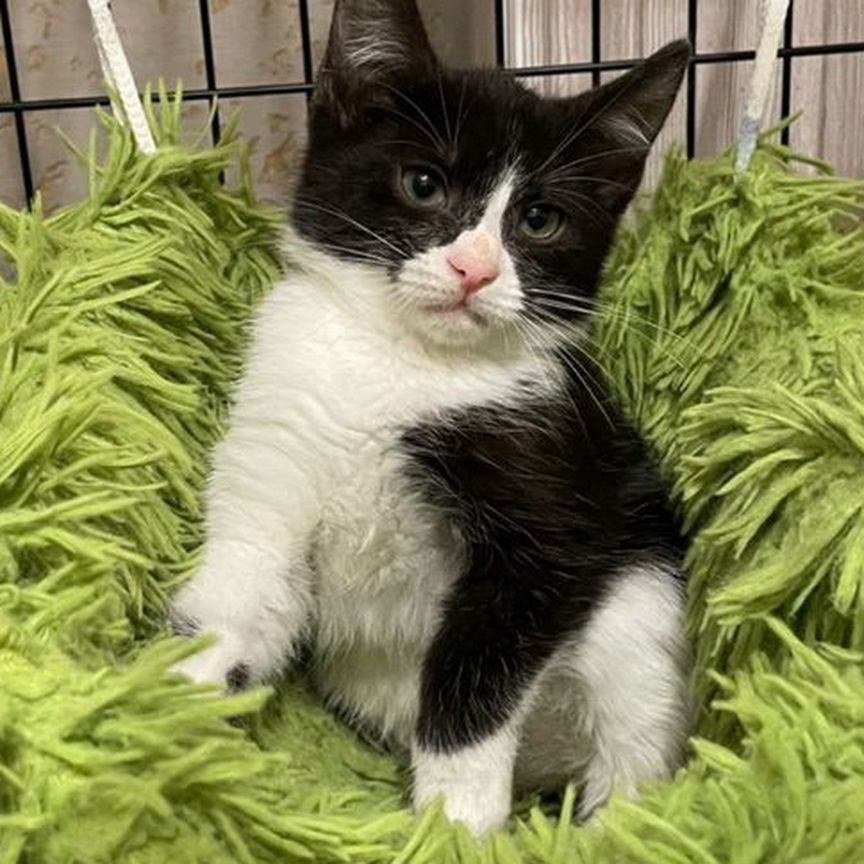 Котёнок в добрые руки