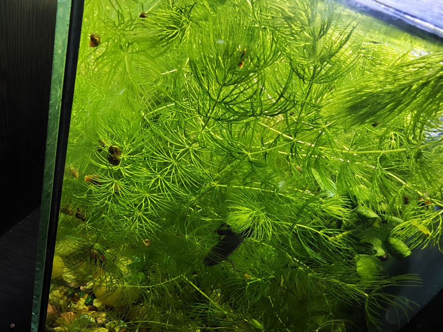 Роголистник