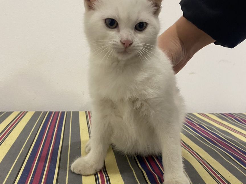 Кот в добрые руки