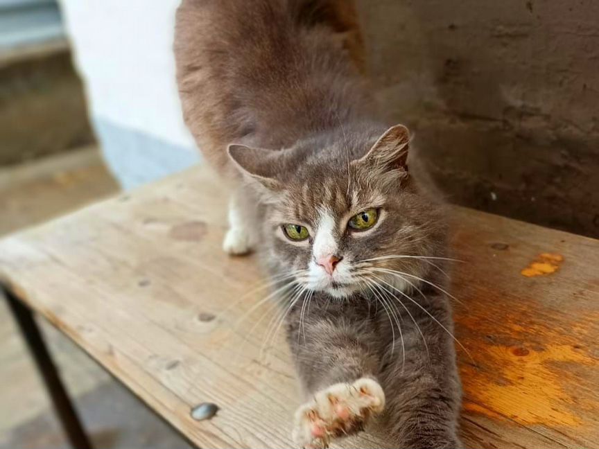 Котик Тимоша ищет тёплый уголок