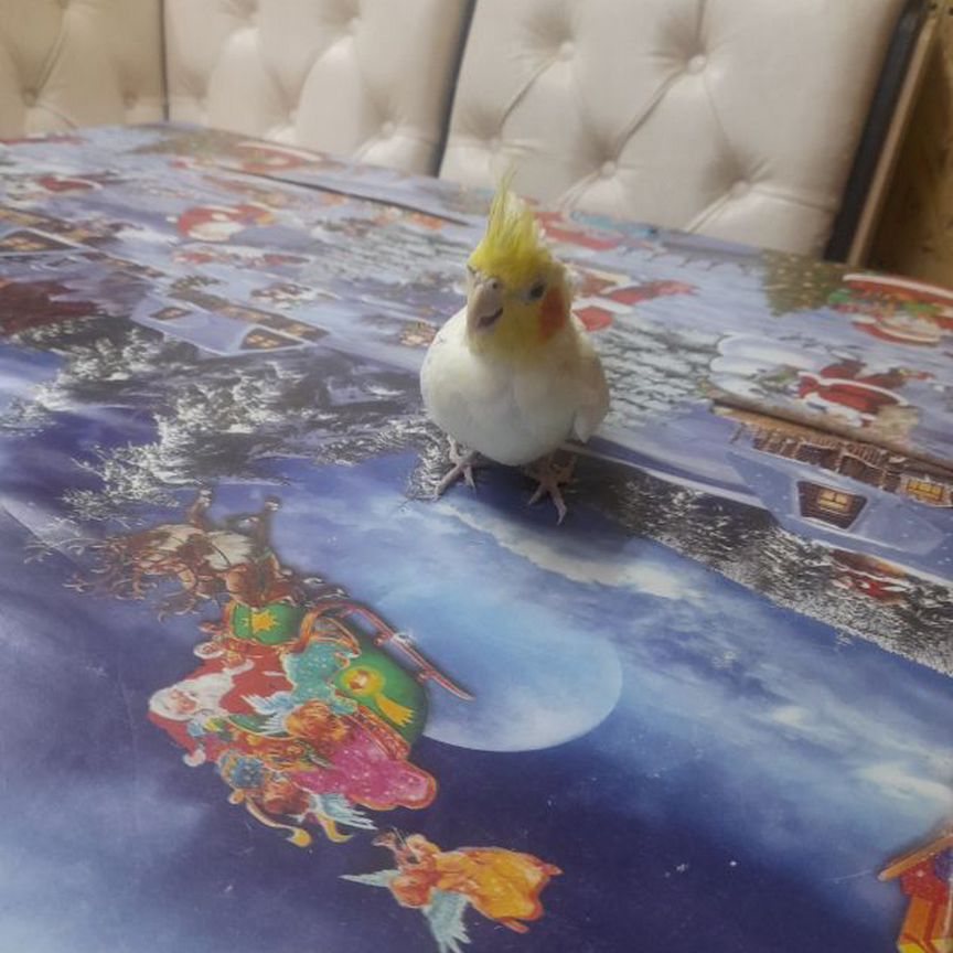 Попугай корелла