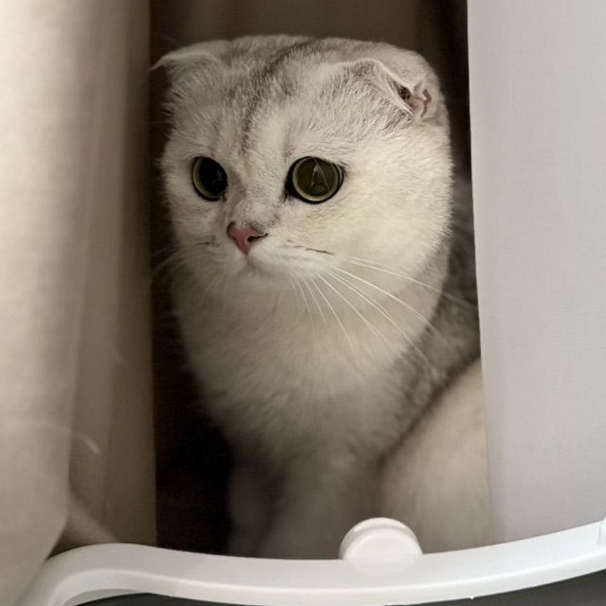 Серебристая шиншилла мальчик