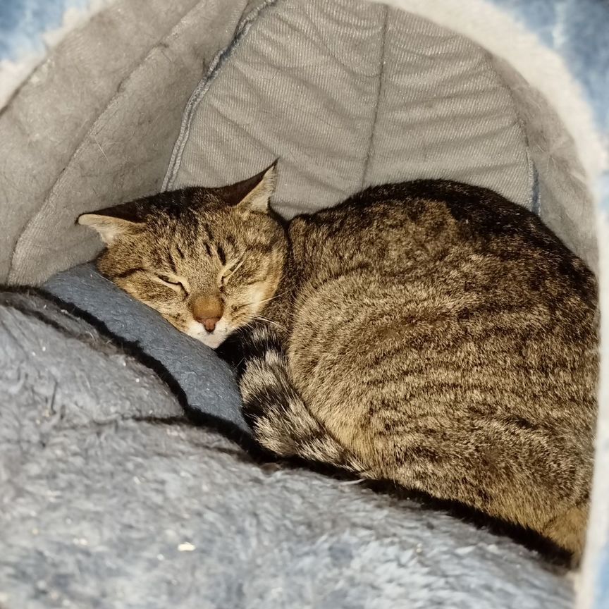 Котик в добрые руки