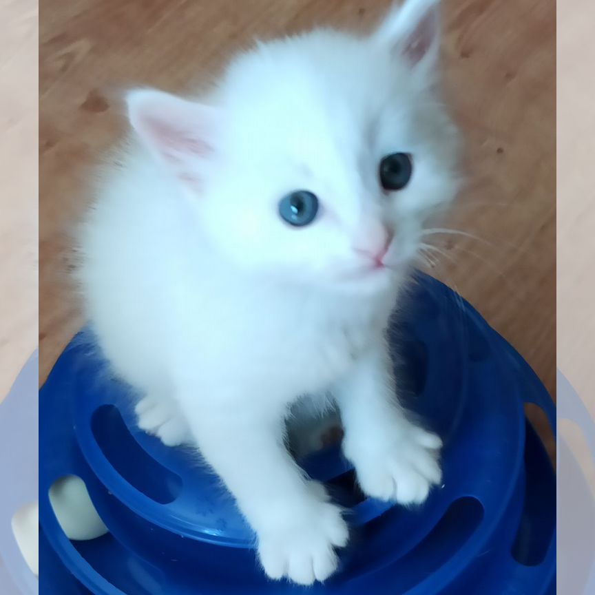 Турецкая ангора котёнок