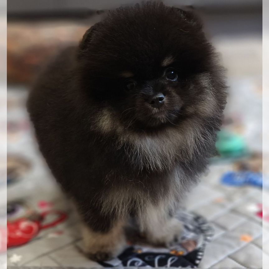 Померанский шпиц, щенок