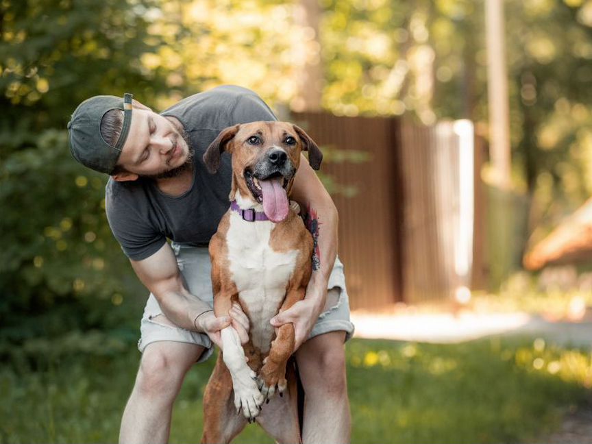 Спортивная собака ищет дом