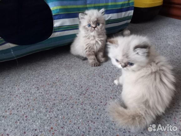 Шикарные девочки-персики колор-пойнт