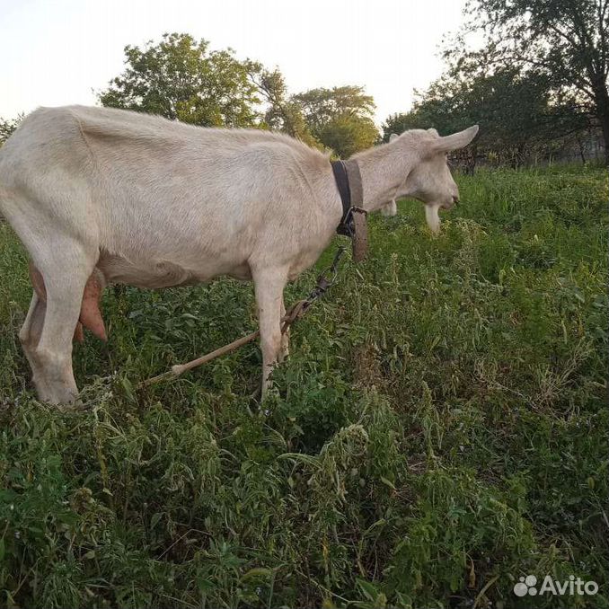 Коза дойная молочная