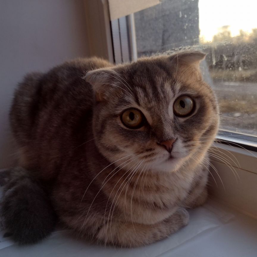 Шотландская вислоухая кошка бесплатно