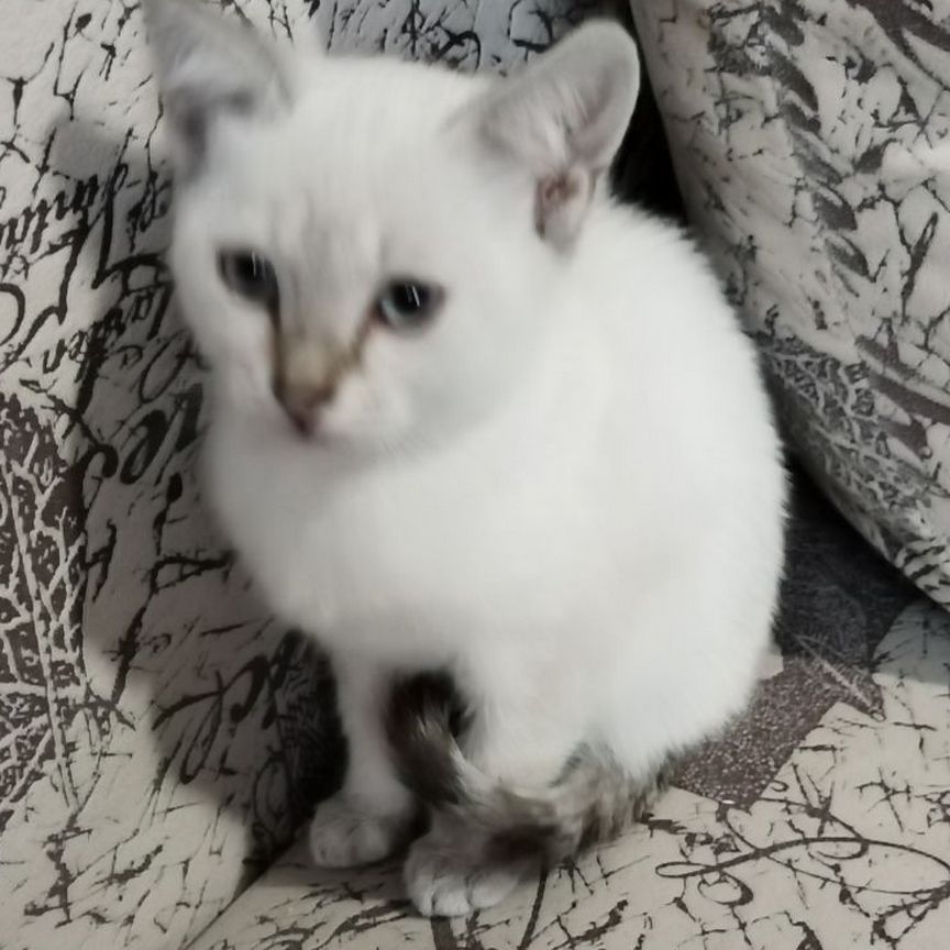 Отдам котят в хорошие руки