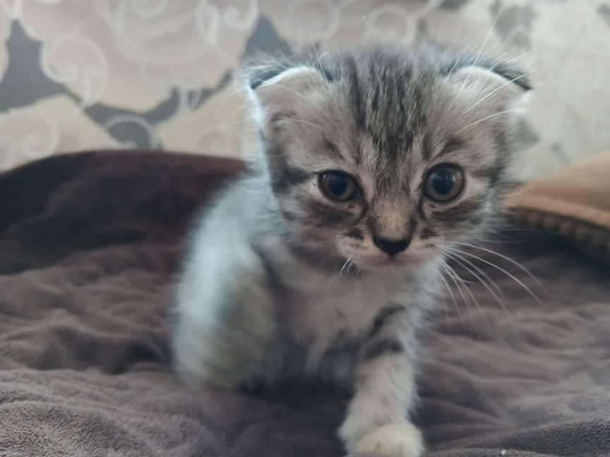 Котята в добрые руки,1 месяц вислоухие 2 девочки
