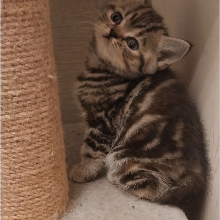 Британский короткошёрстный котёнок
