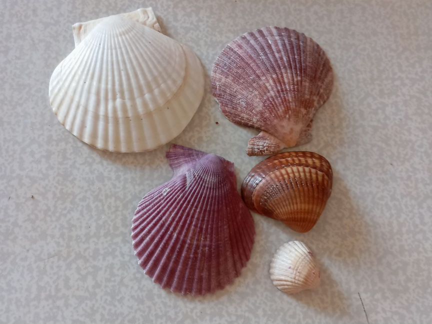 Морские раковины