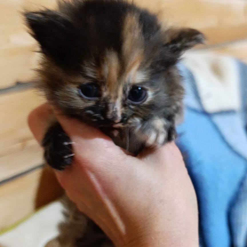 Котята отдам бесплатно