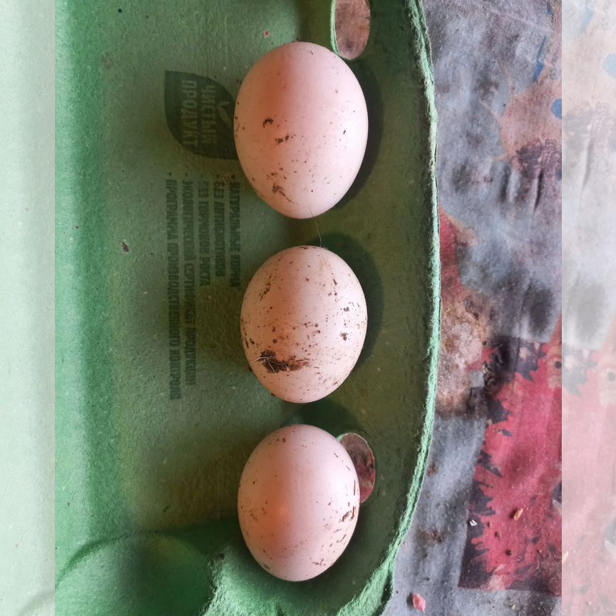 Яйца бойцовые шамо