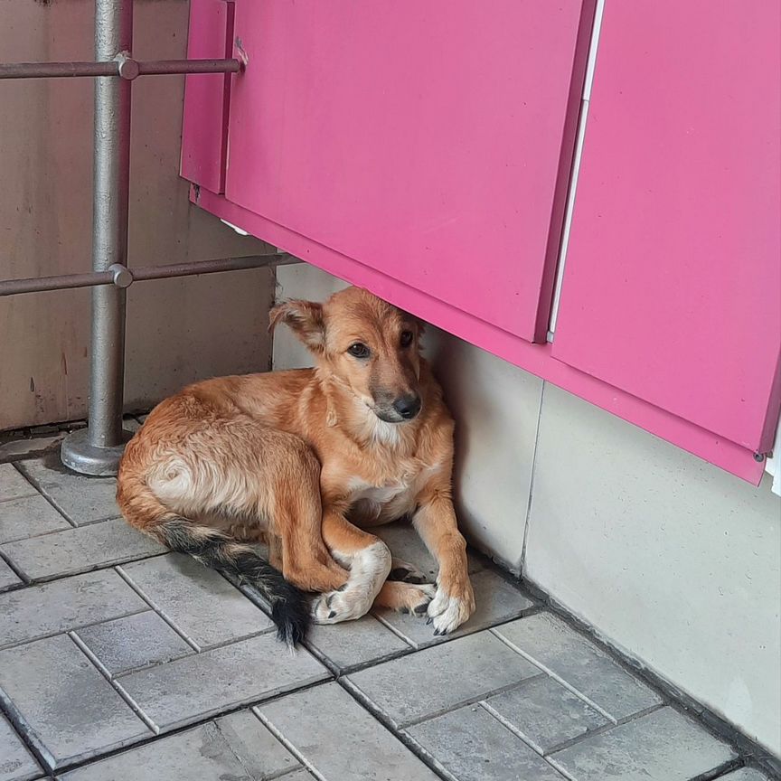 Щенок лежит у Рубина