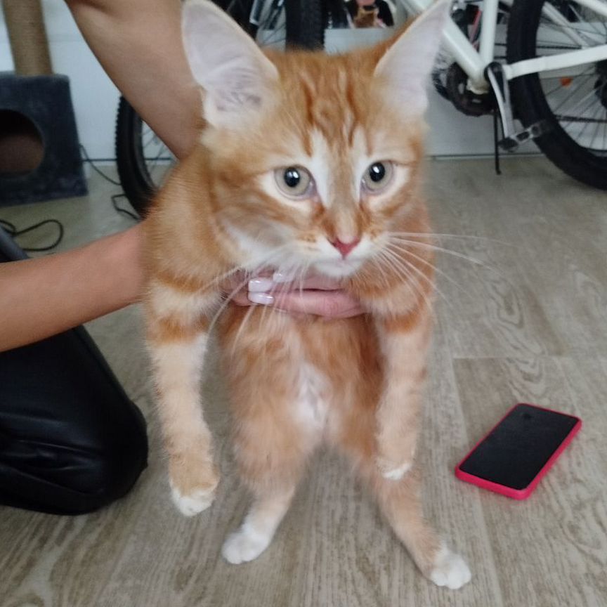 Рыжий котенок