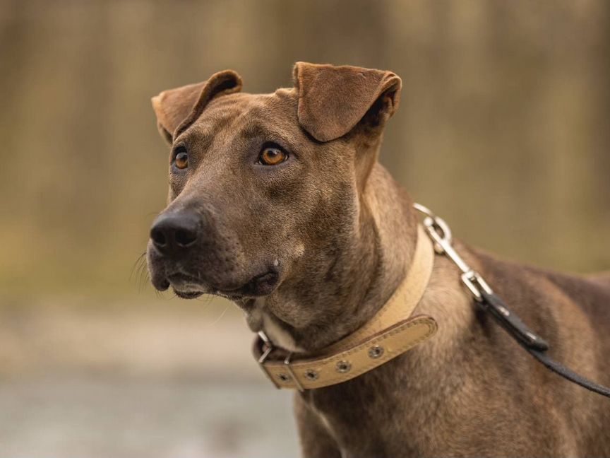 Собака красотка в добрые руки