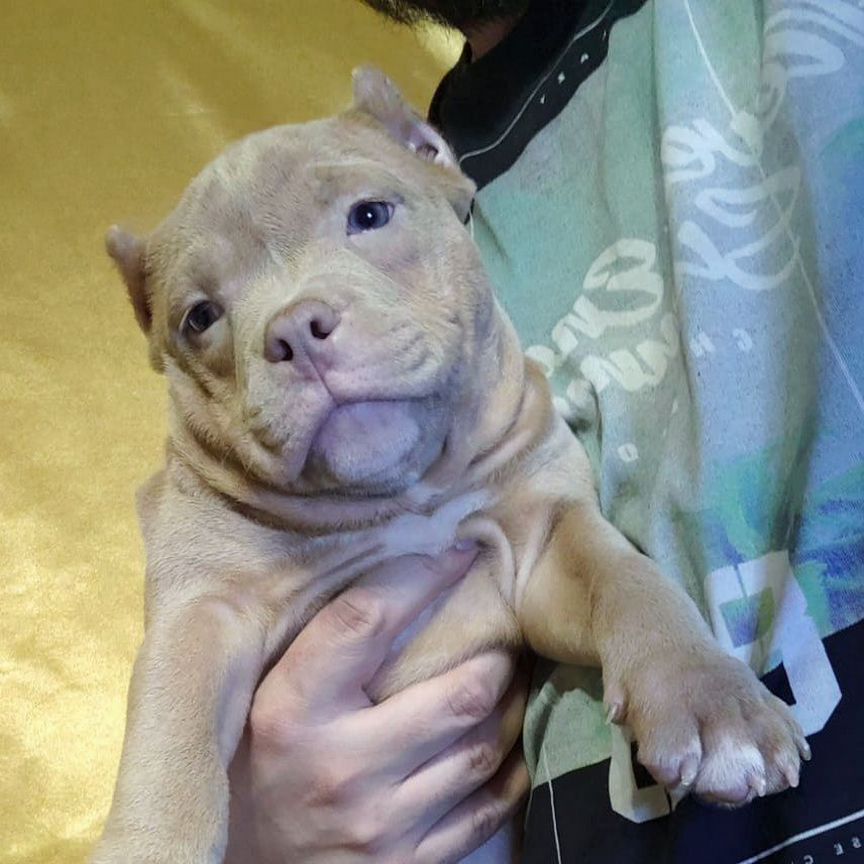 Щенок американского булли девочка