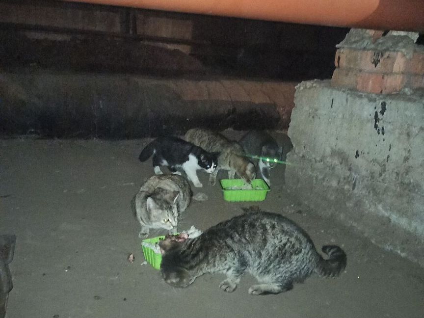 Котята в добрые руки