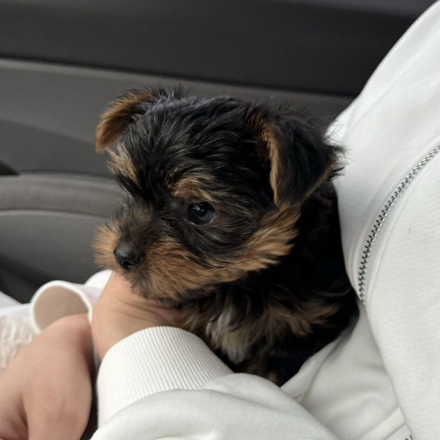 Йоркширский терьер