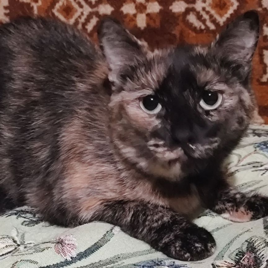 Кошечка Няша ищет дом
