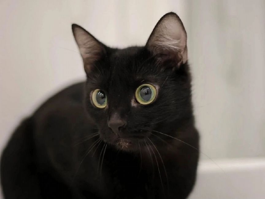 Кошка