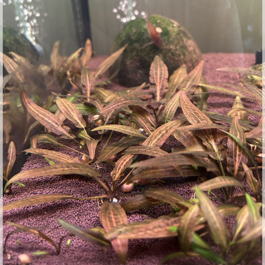 Криптокорины афинис