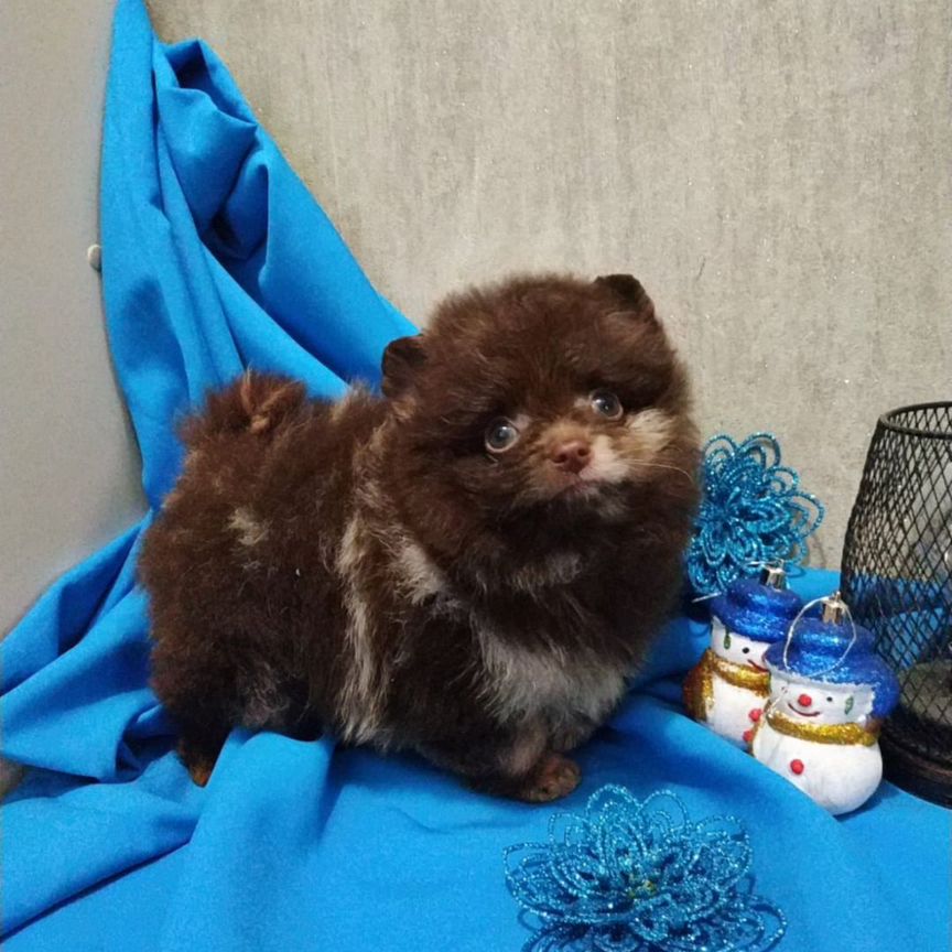 Шоколадный мрамор щенки